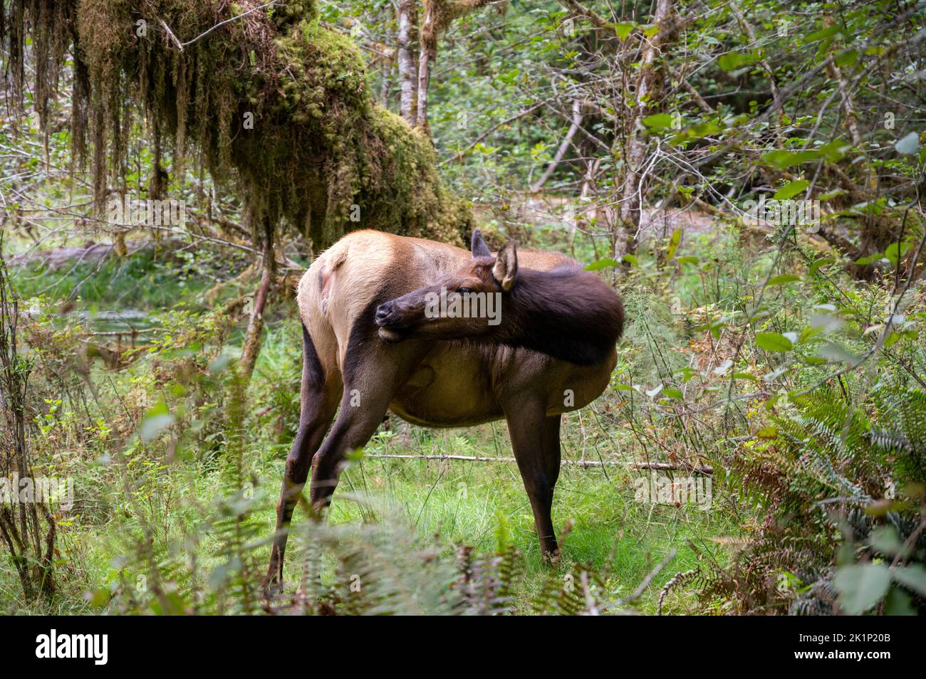 Washington Rainforest Animals