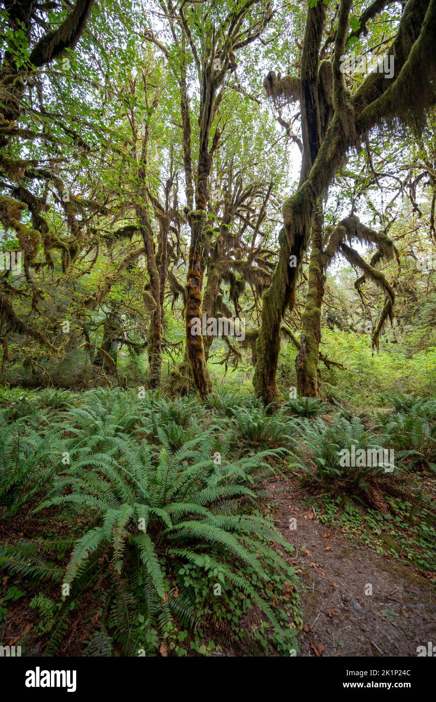 Ferns and moss covered trees of Hoh Rain Forest in Olympic National ...