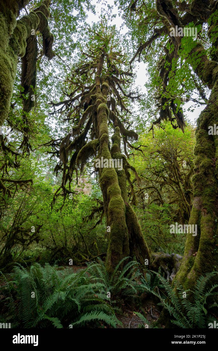 Ferns and moss covered trees of Hoh Rain Forest in Olympic National ...
