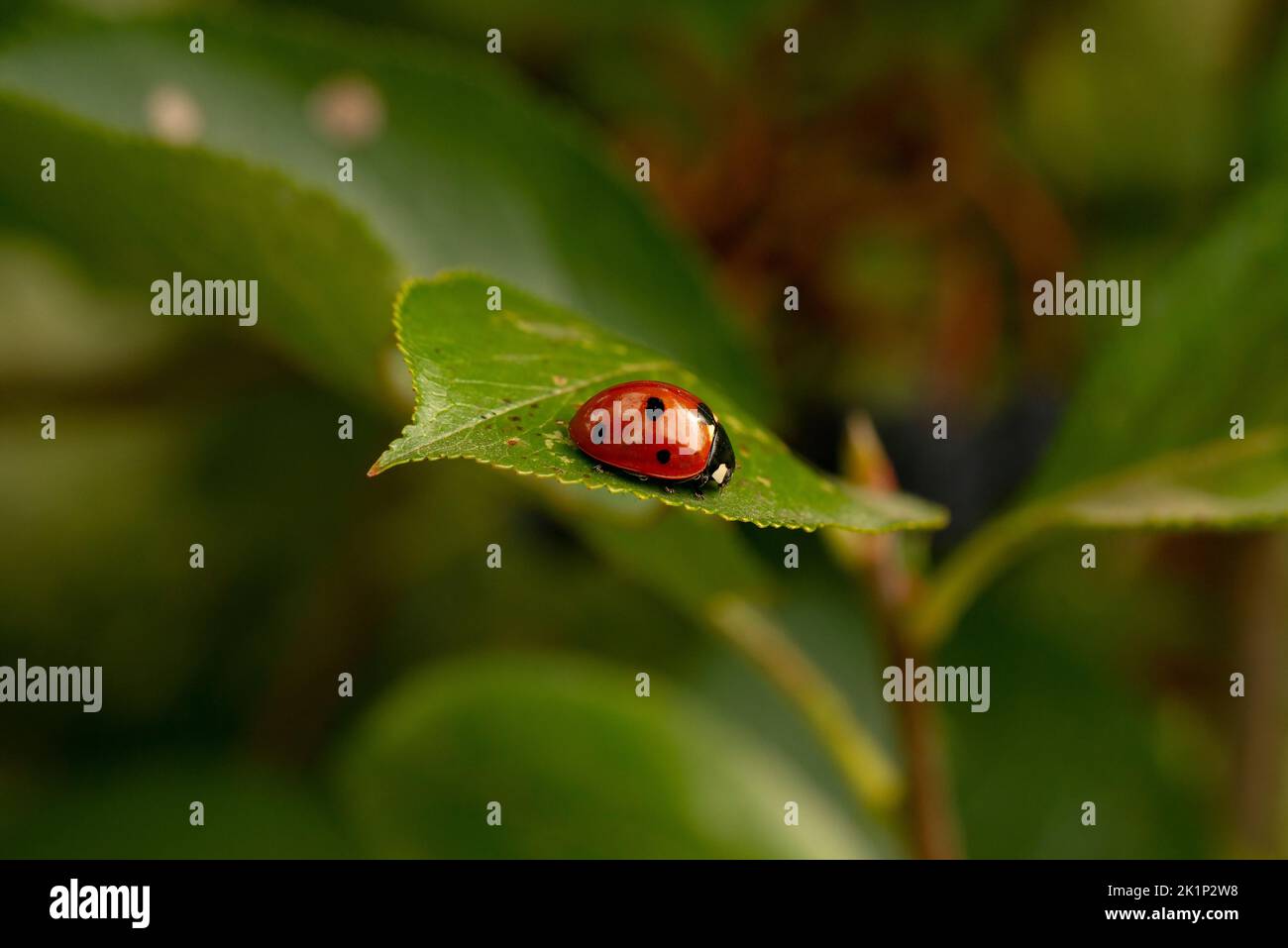 Ladybug on a person hi-res stock photography and images - Alamy