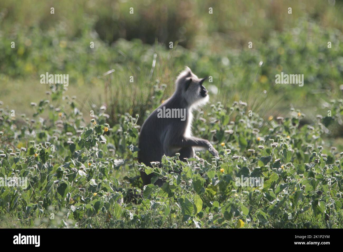 Grey Languor in Sri Lankan National Park Stock Photo - Alamy