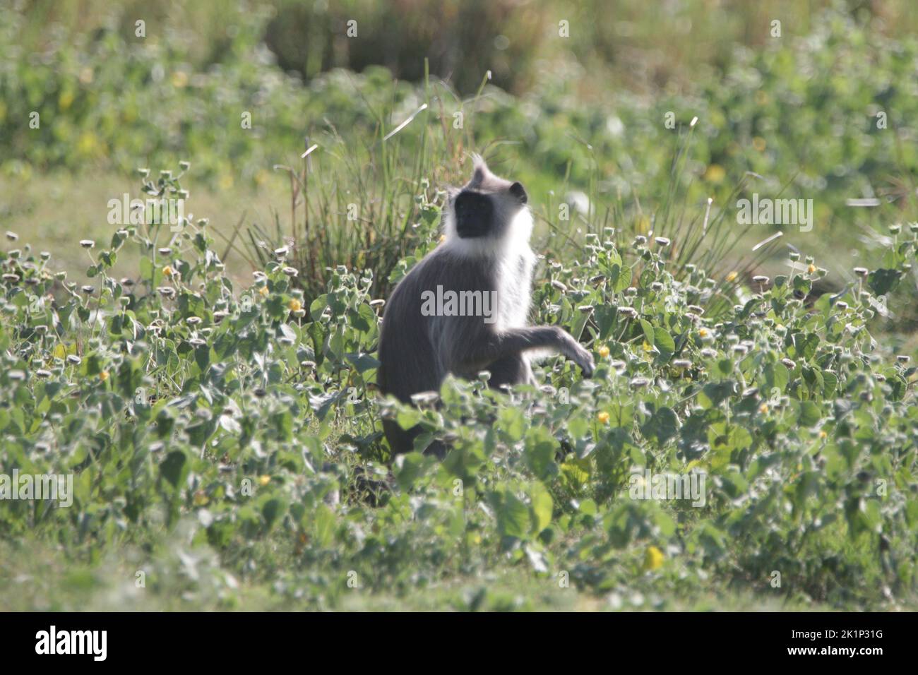 Grey Languor in Sri Lankan National Park Stock Photo - Alamy