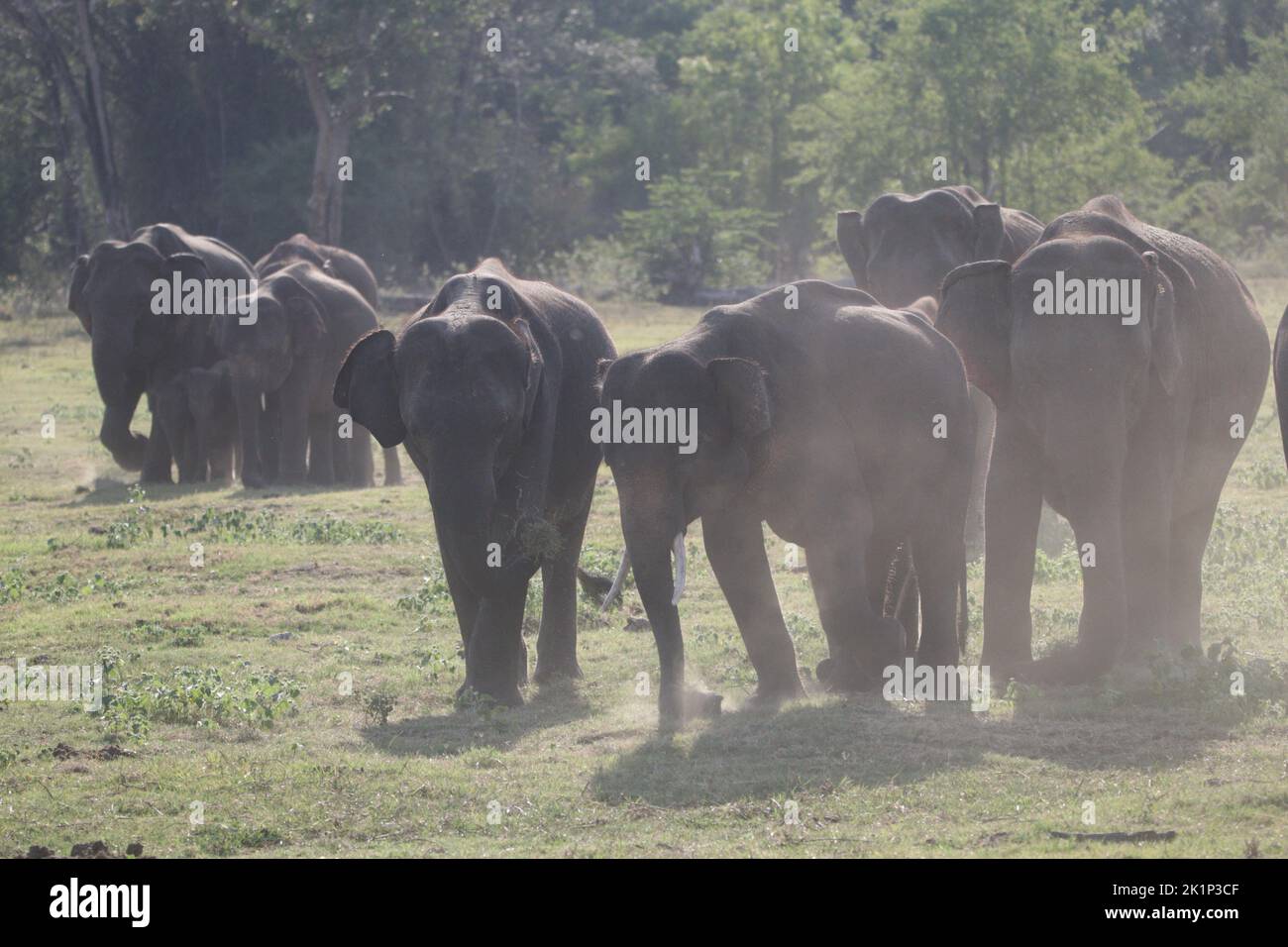 Sri Lankan elephants and tuskers in Minneriya National Park, Sri Lanka ...