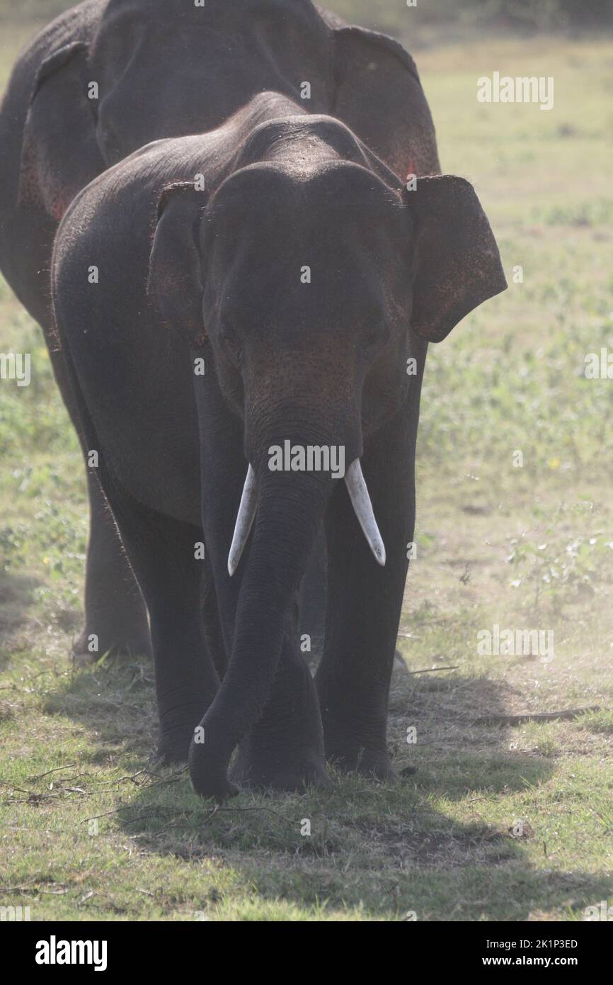 Sri Lankan elephants and tuskers in Minneriya National Park, Sri Lanka ...