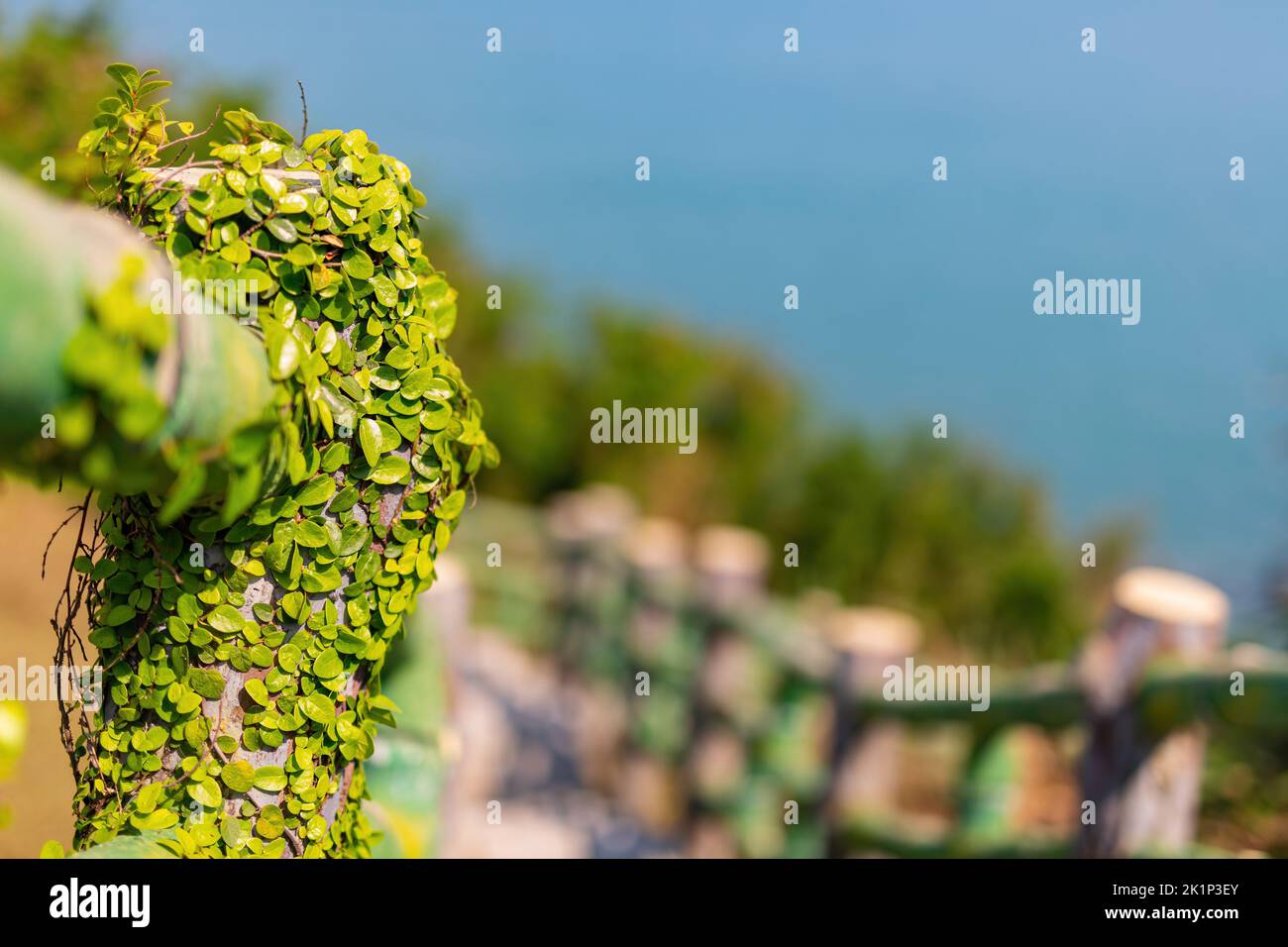 Climbing fig close up hi-res stock photography and images - Alamy