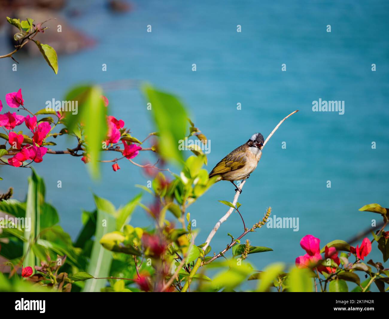 Chinese bulbul pycnonotus sinensis hi-res stock photography and images ...
