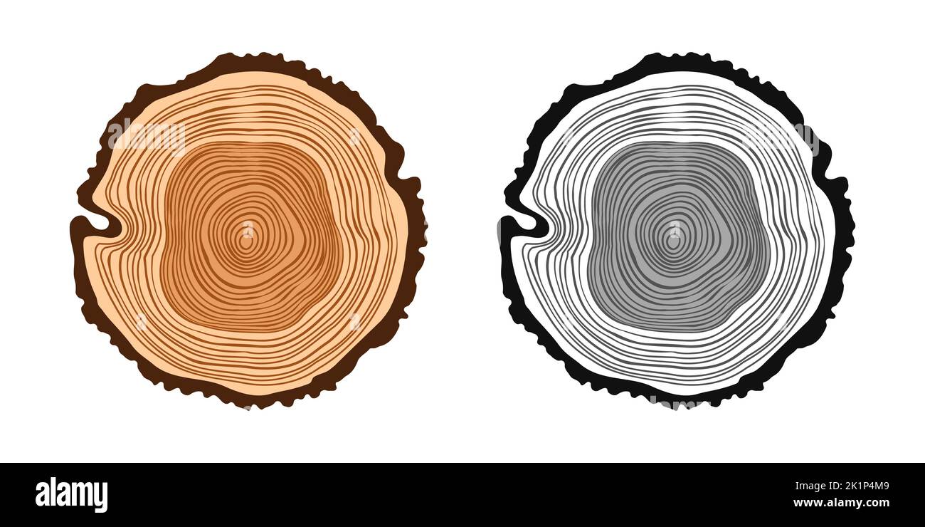 Round tree trunk cuts in various colors, sawn pine or oak slices ...