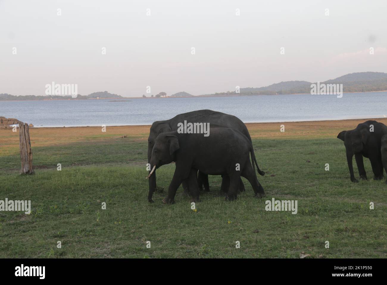 Sri Lankan elephants and tuskers in Minneriya National Park, Sri Lanka ...