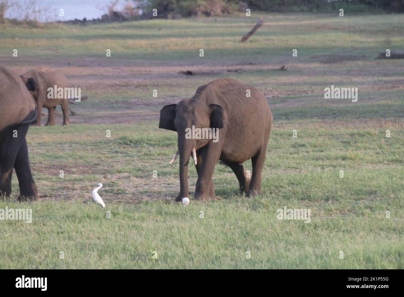 Sri Lankan elephants and tuskers in Minneriya National Park, Sri Lanka ...