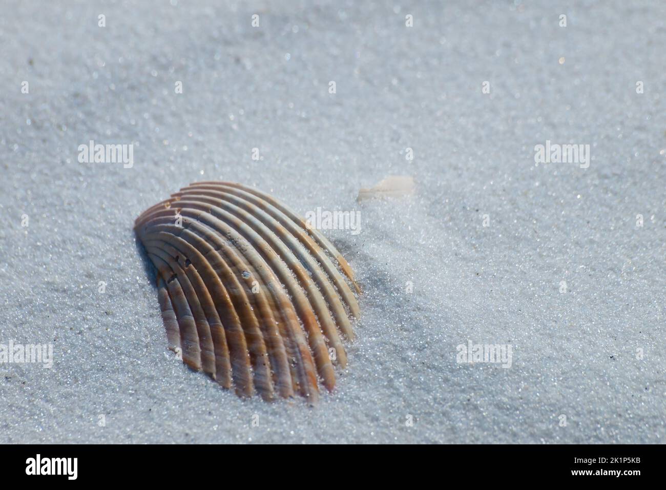 Jingle shell hi-res stock photography and images - Alamy