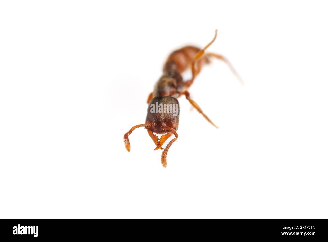 Dracula Ant (Stigmatomma pallipes) - Queen isolated on white background ...
