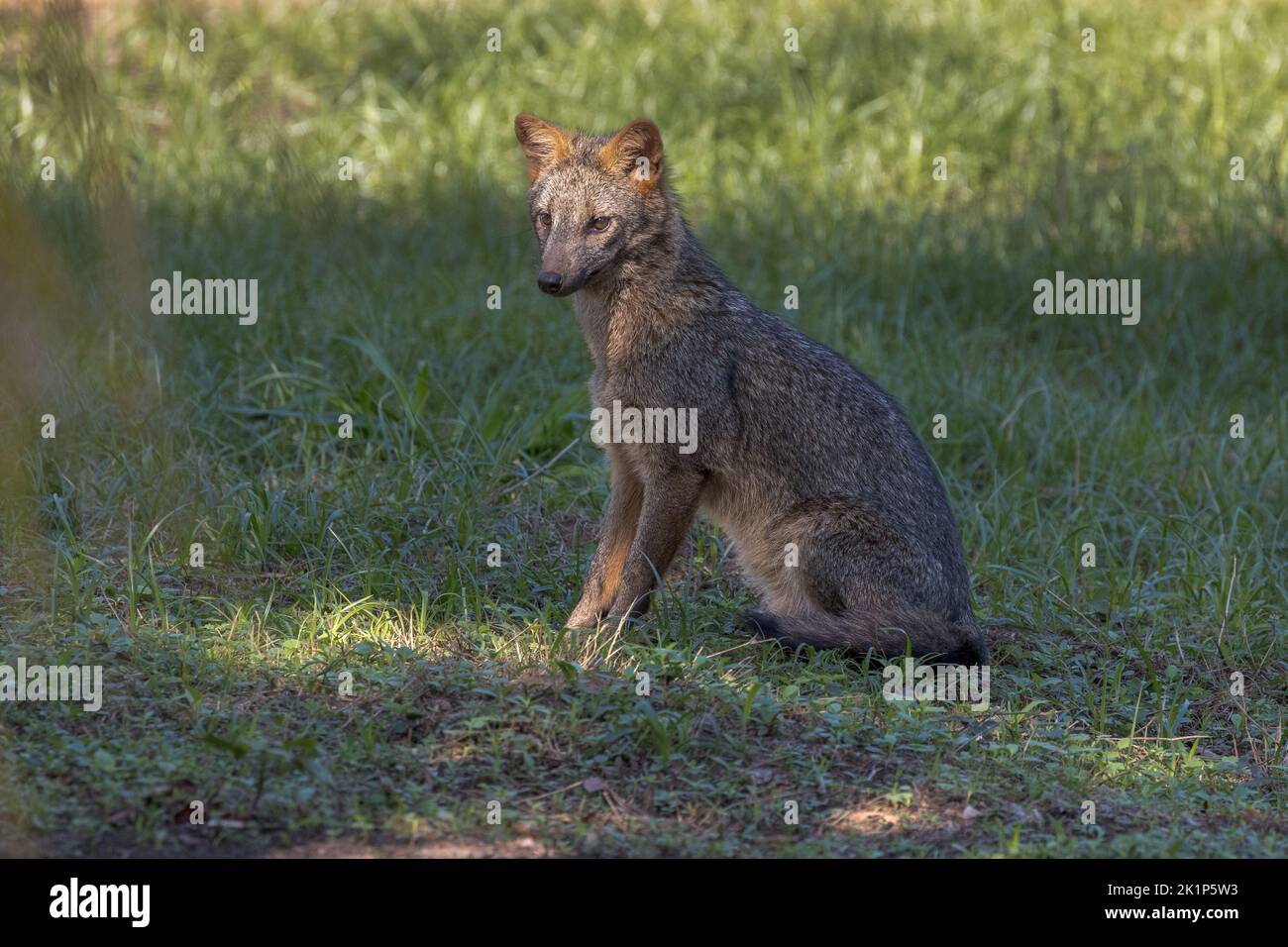 A Crab-eating fox (Cerdocyon thous) in the Pantanal of Brazil Stock ...