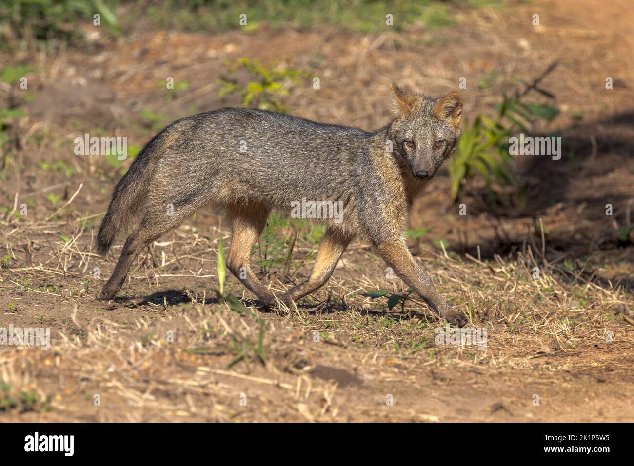 A Crab-eating fox (Cerdocyon thous) in the Pantanal of Brazil Stock ...
