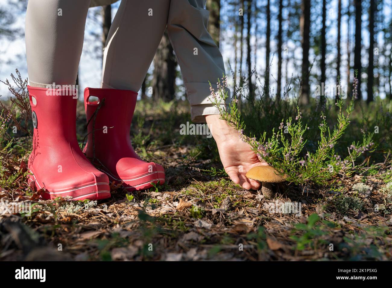 Hiker in pink rubber boots picks up tasty edible mushroom in forest to ...