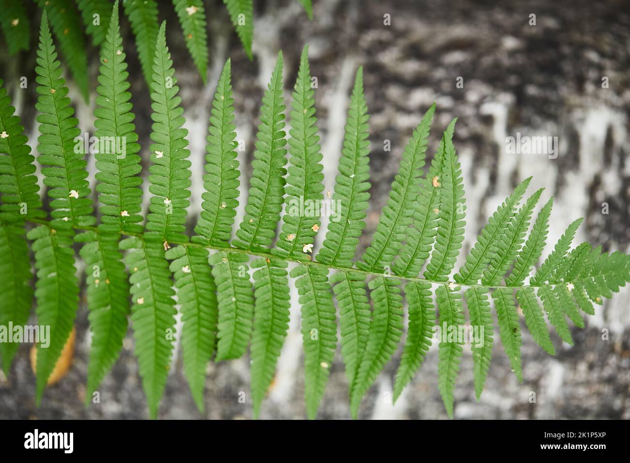 Wild fern in the forest near Moscow. Polypodiophyta. Front view Stock ...
