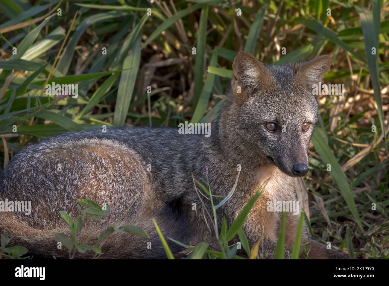 A Crab-eating fox (Cerdocyon thous)laying down in grass in the Pantanal ...