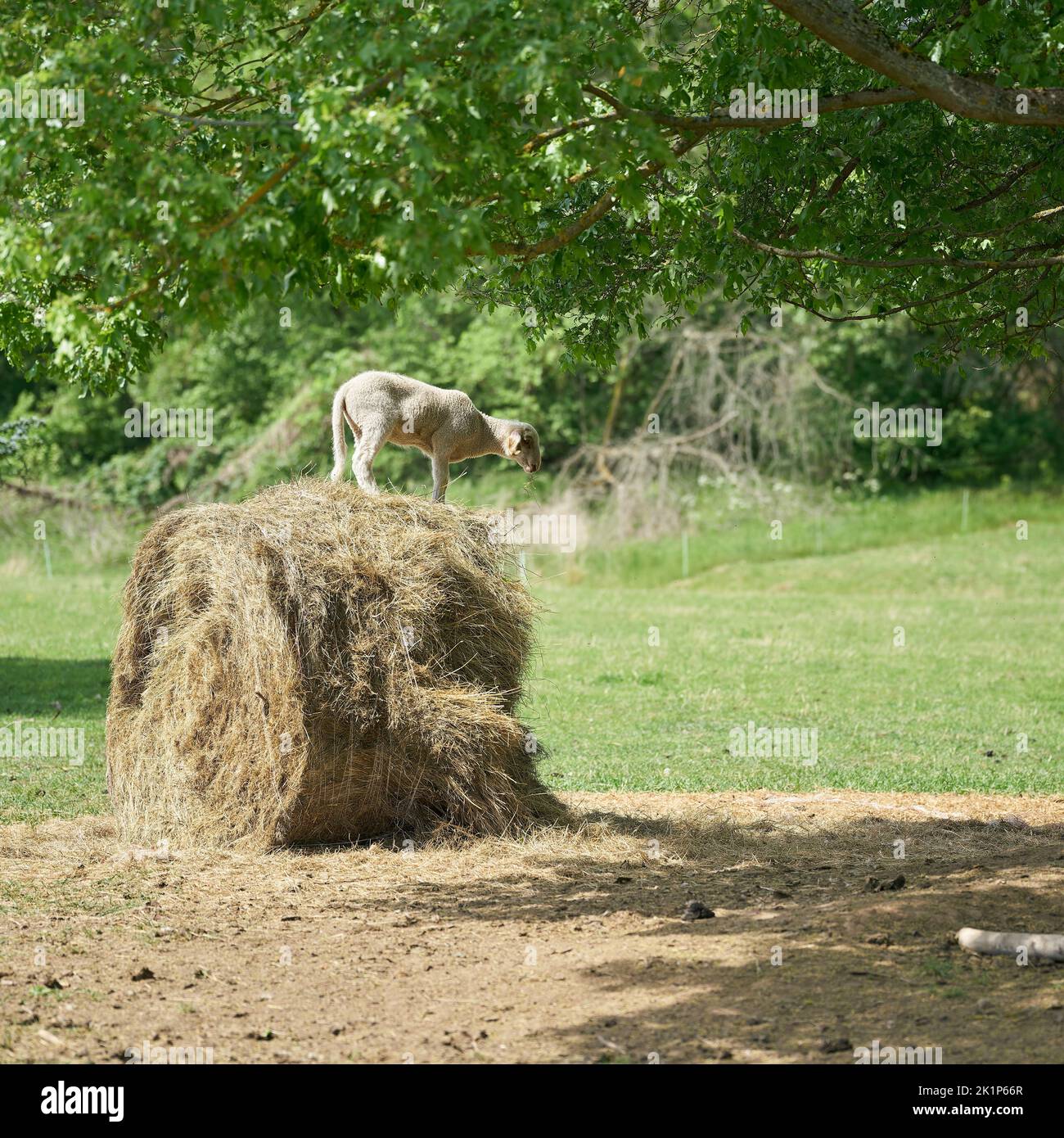 Lamb hay hi-res stock photography and images - Alamy