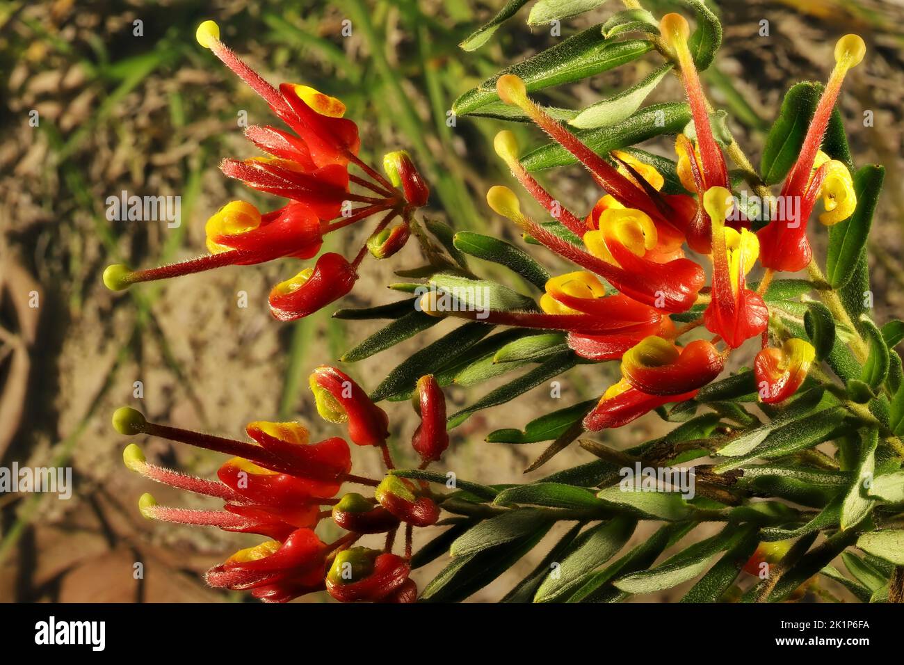 Grevillea 'Bonnie Prince Charlie'(Grevillea rosmarinifolia x alpina ...