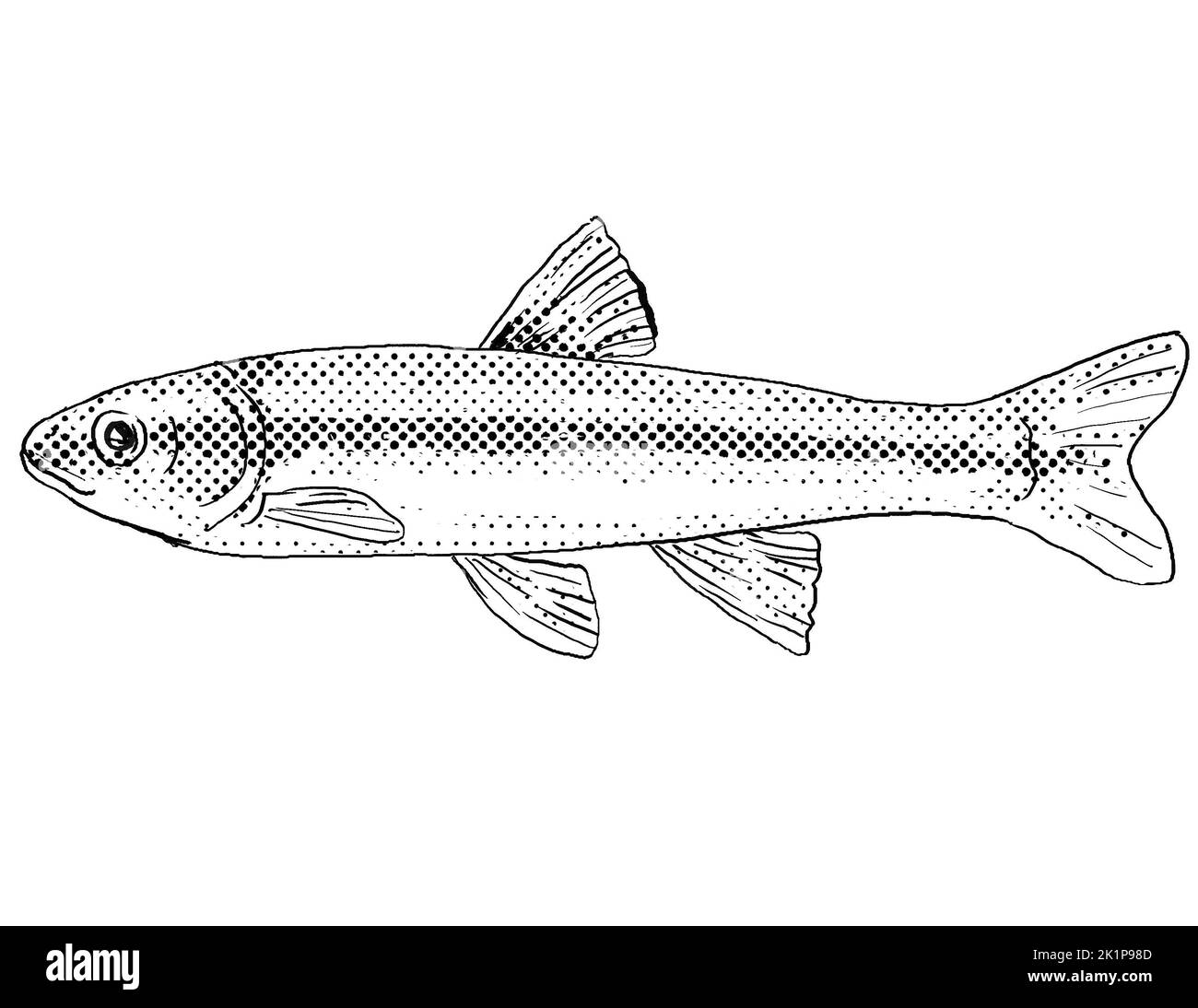 Cartoon style line drawing of a river chub or Nocomis micropogon a ...