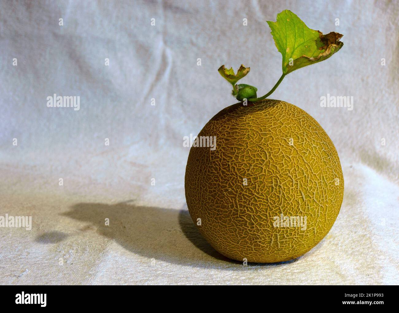 round melons on a light background, beautiful texture, autumn harvest ...