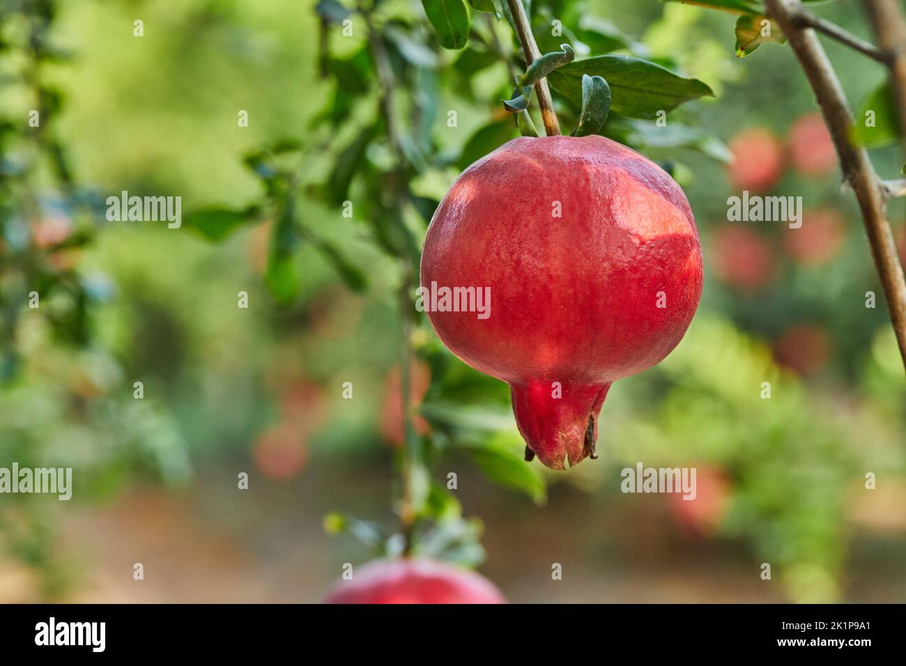 Terrific Are Pomegranates In Season Gallery