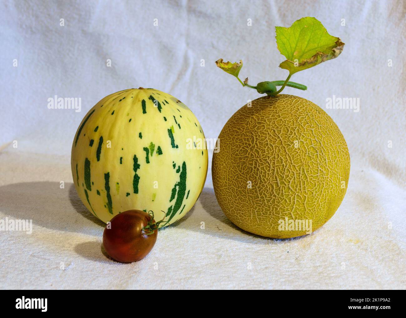 round melons on a light background, beautiful texture, autumn harvest ...