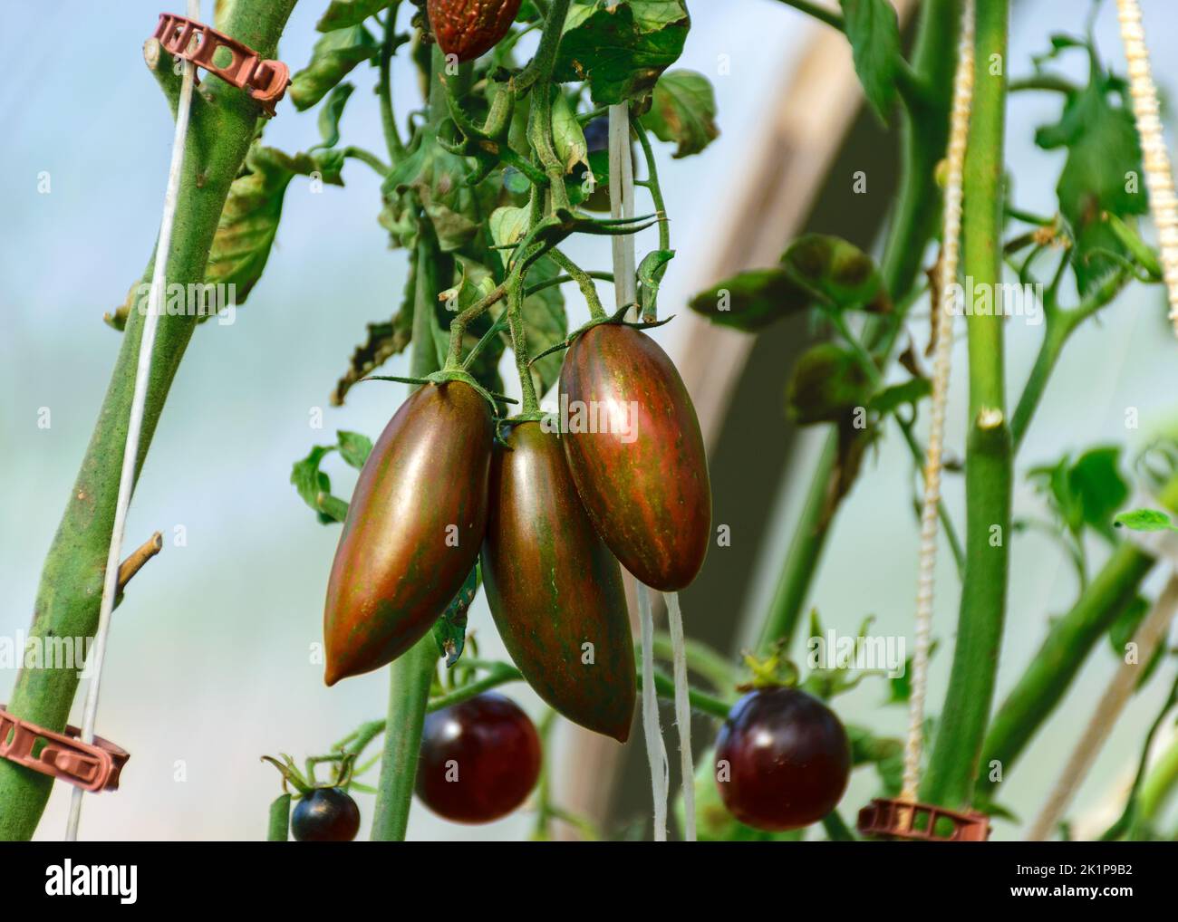 bright colored tomatoes in a film greenhouse, autumn harvest time ...