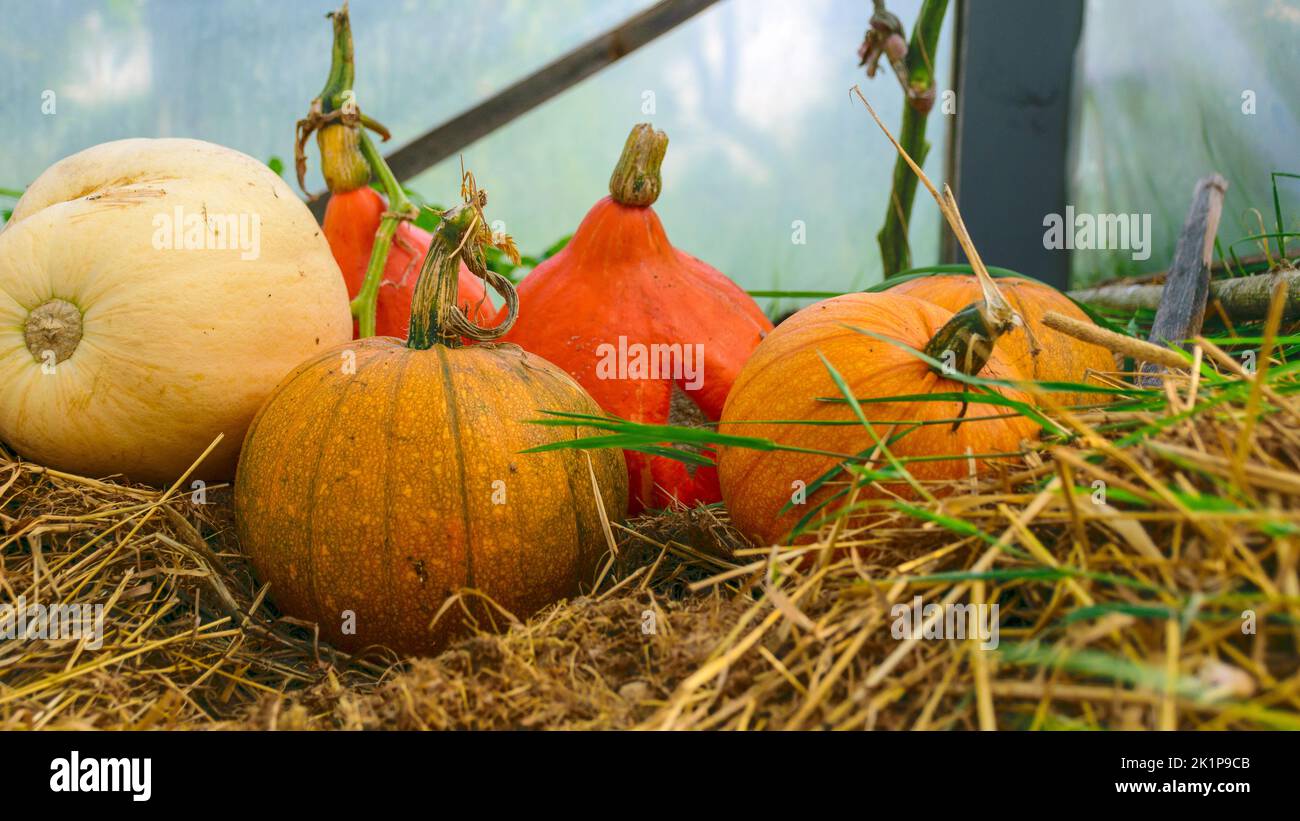 different skins, colors, shapes and sizes of pumpkins, autumn harvest ...