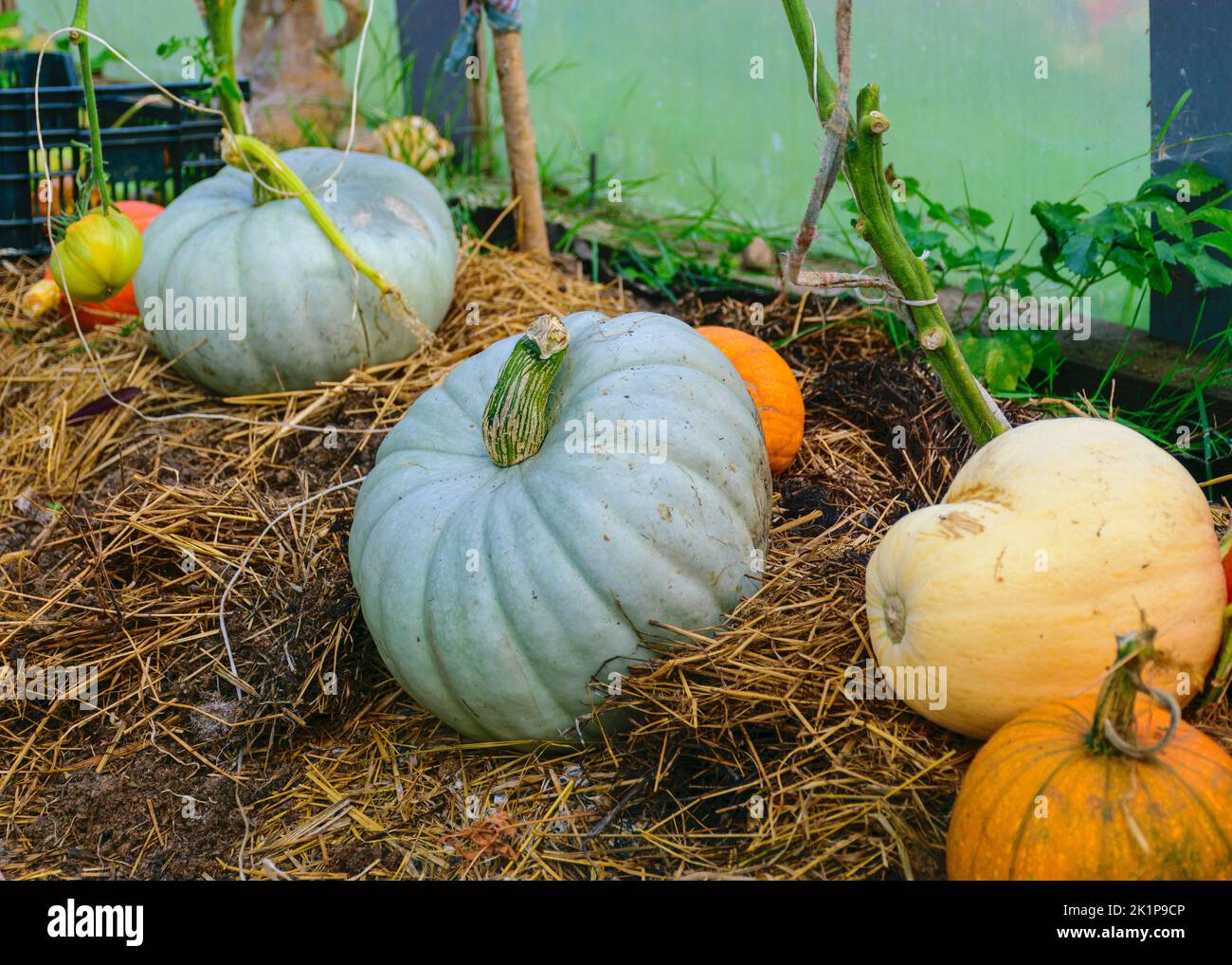 different skins, colors, shapes and sizes of pumpkins, autumn harvest ...