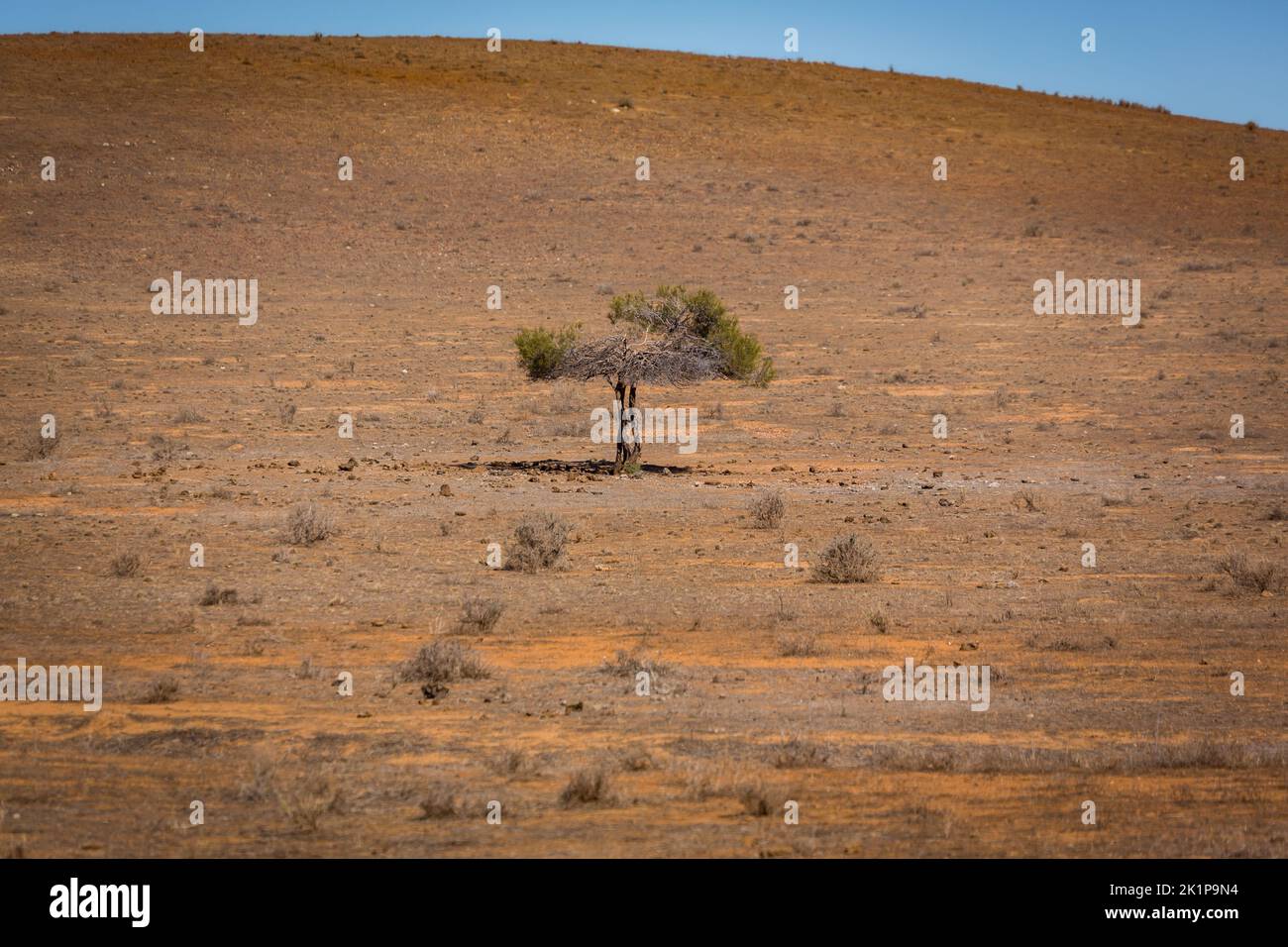 Scrub bush hi-res stock photography and images - Alamy