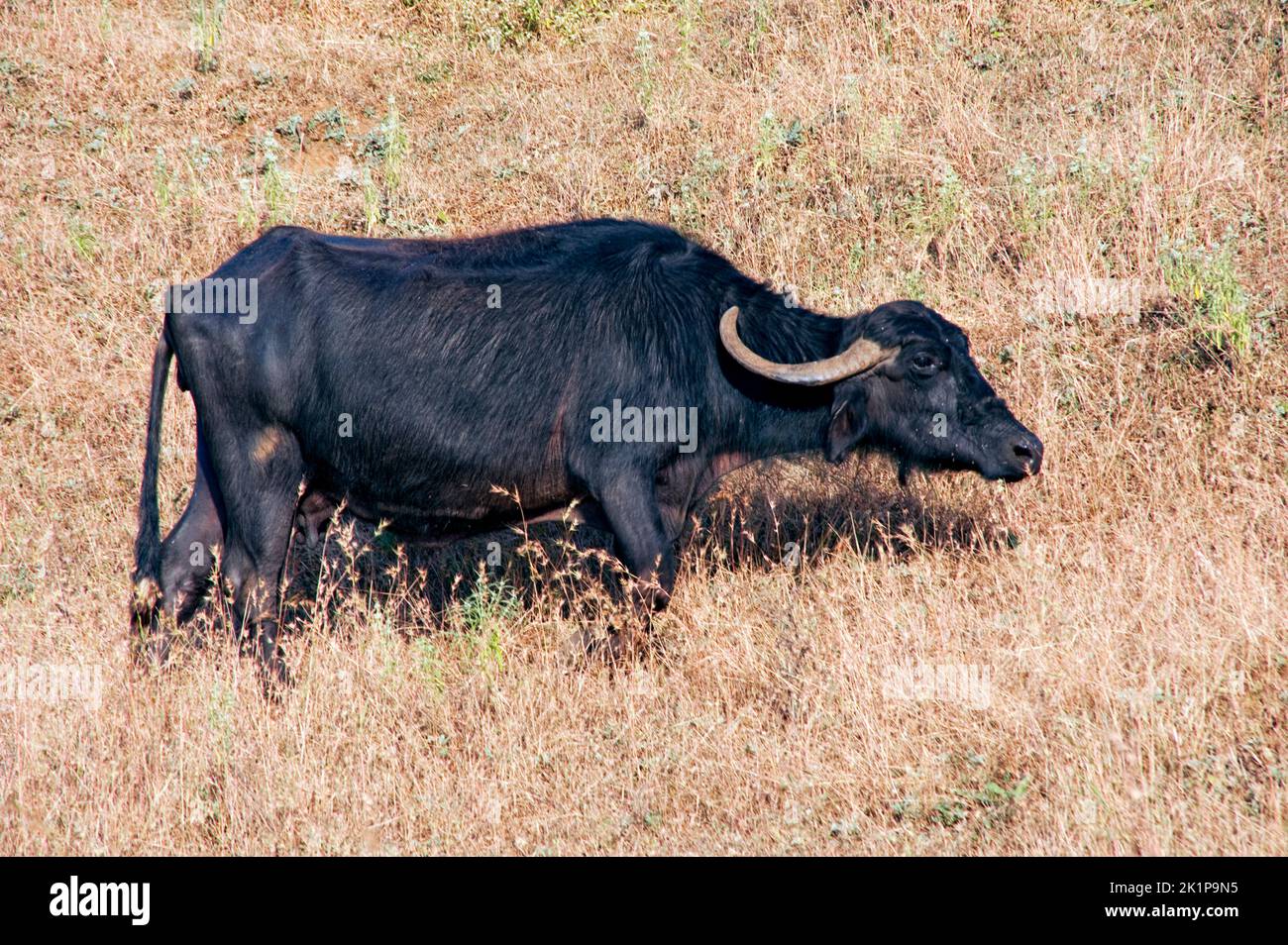 Buffalo grazing in dried grass area at Bhandardara Stock Photo - Alamy
