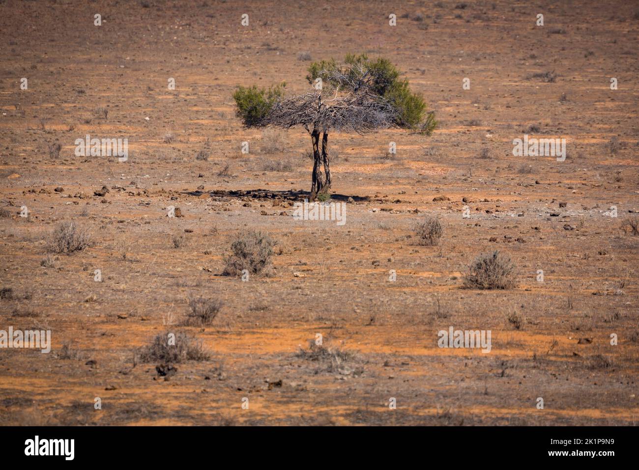 Scrub bush hi-res stock photography and images - Alamy