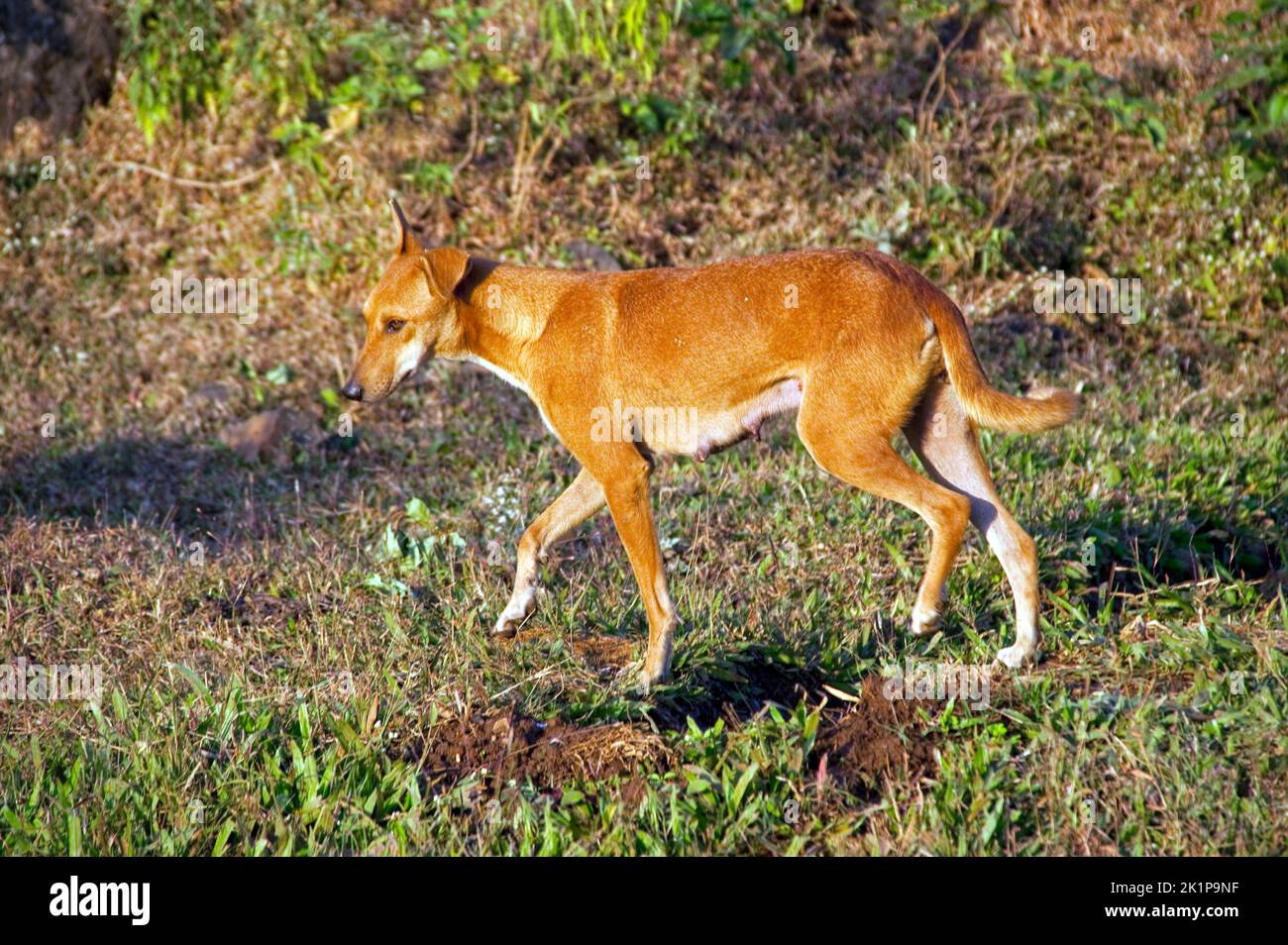 Wondering animal hi-res stock photography and images - Alamy