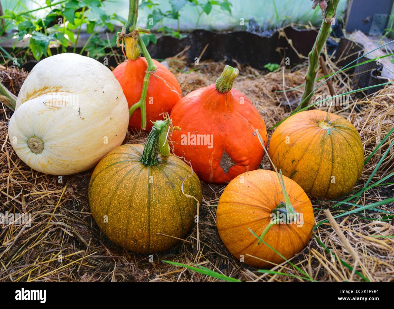 different pumpkins on a hay background, autumn harvest time, autumn in ...