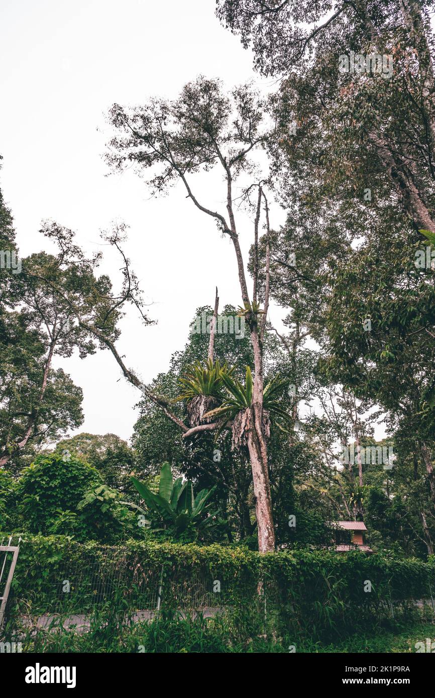 Jungle rainforest trees with Asplenium nidus, or Bird Nest Fern, is an ...