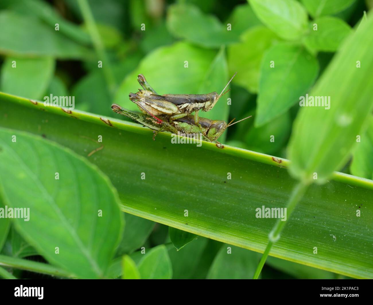 Two Grasshopper mating on tree leaf with natural green background ...