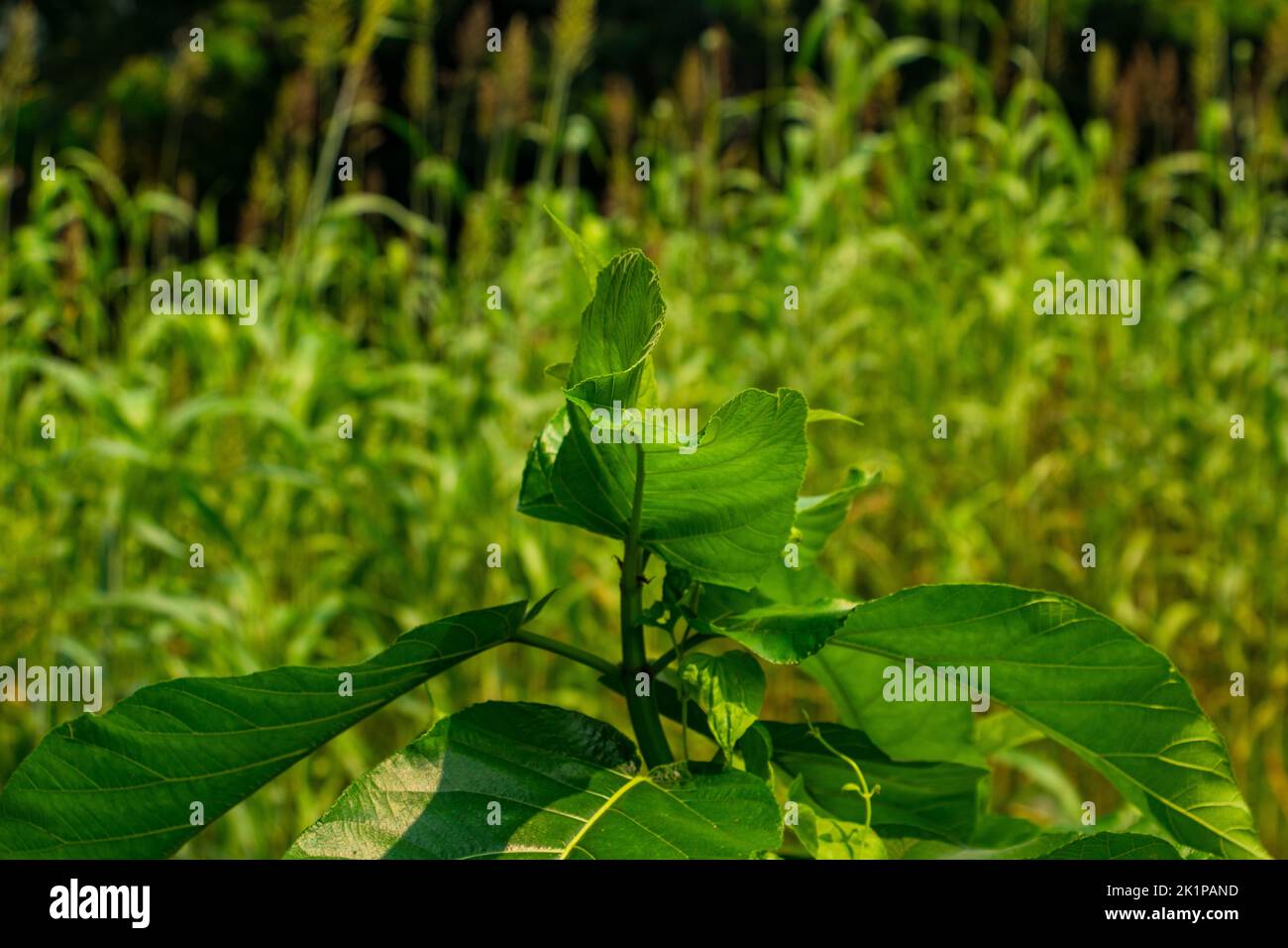 Beautiful green village along green fields, forests, and a river. It's ...