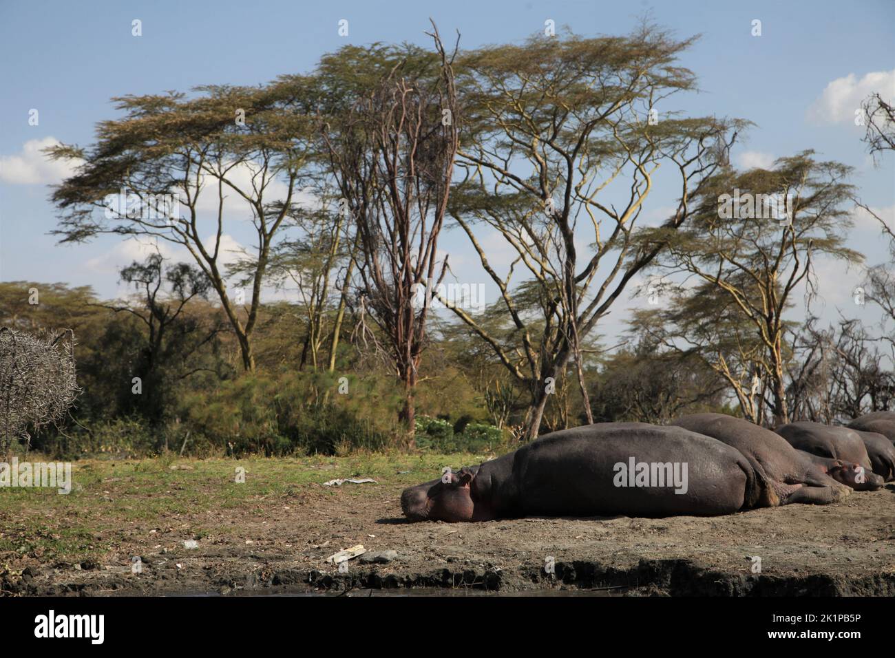 Nairobi lake naivasha hippo hi-res stock photography and images - Alamy
