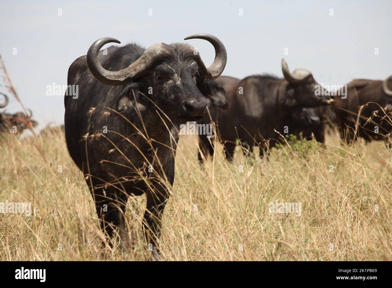 Masai Mara, Kenya. 18th Aug, 2022. Buffalo stand in the grass in the ...