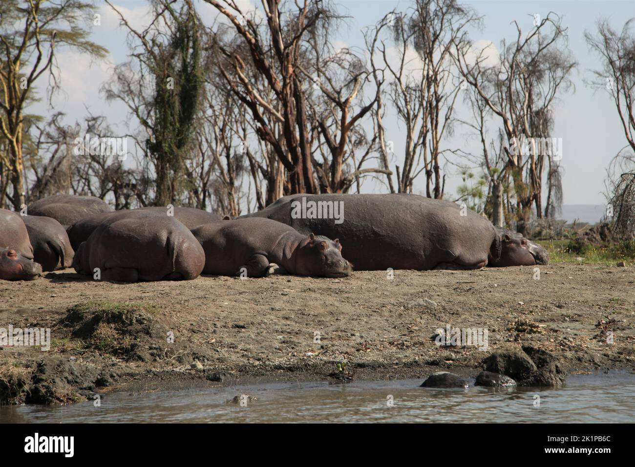 Nairobi lake naivasha hippo hi-res stock photography and images - Alamy