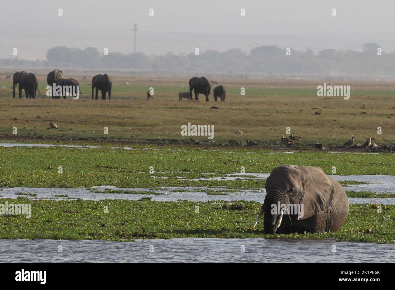 Amboseli, Kenya. 22nd Aug, 2022. An elephant stands in the water in a ...