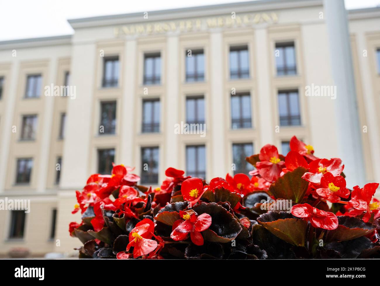 Begonia flowers in front of a building facade, summer time Stock Photo ...