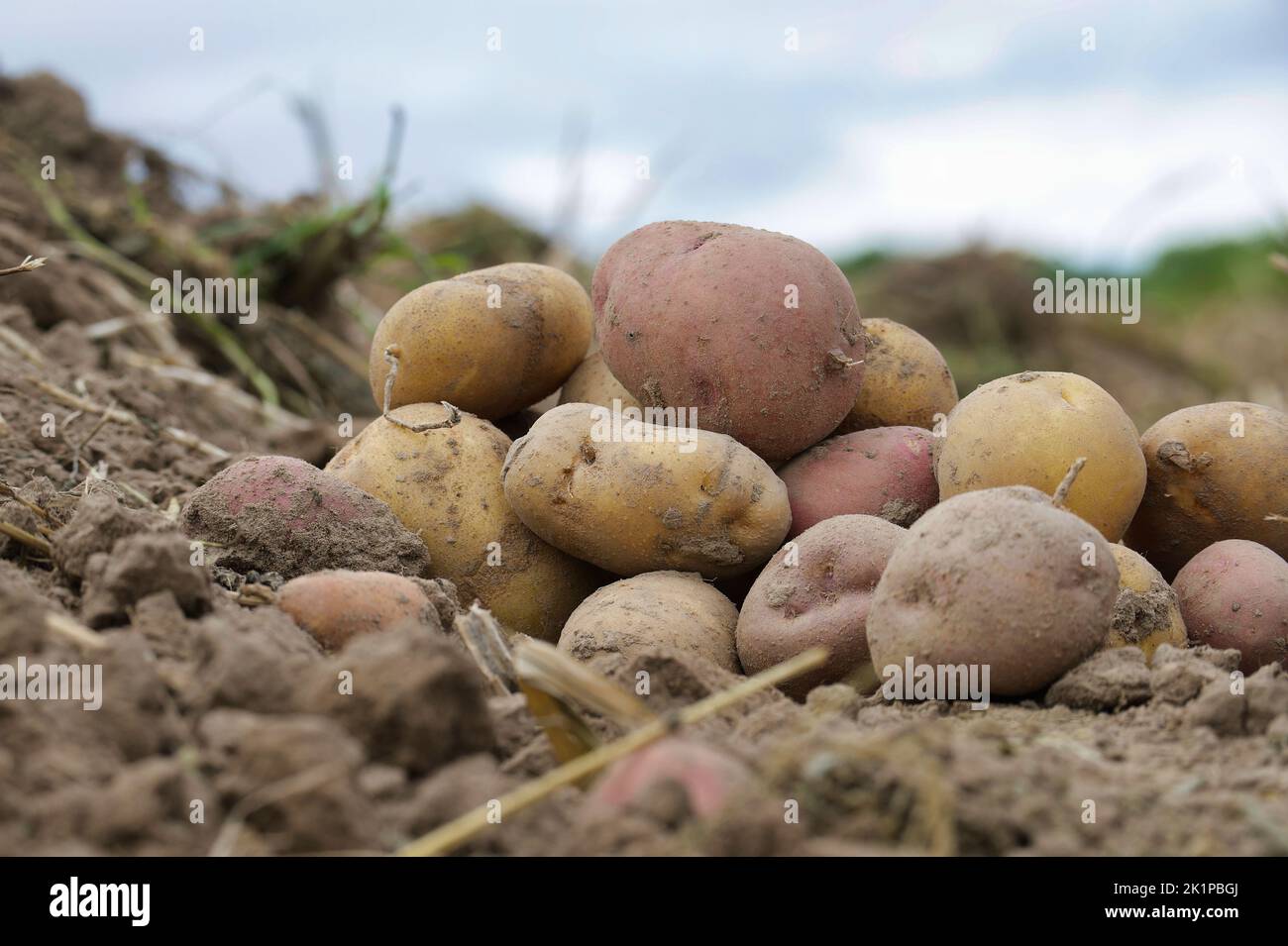 Newly harvested potatoes in a low angle view on rich brown earth ...