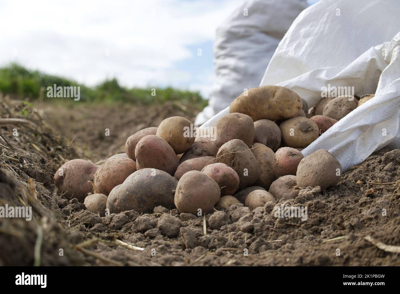 Newly harvested potatoes in a low angle view on rich brown earth ...