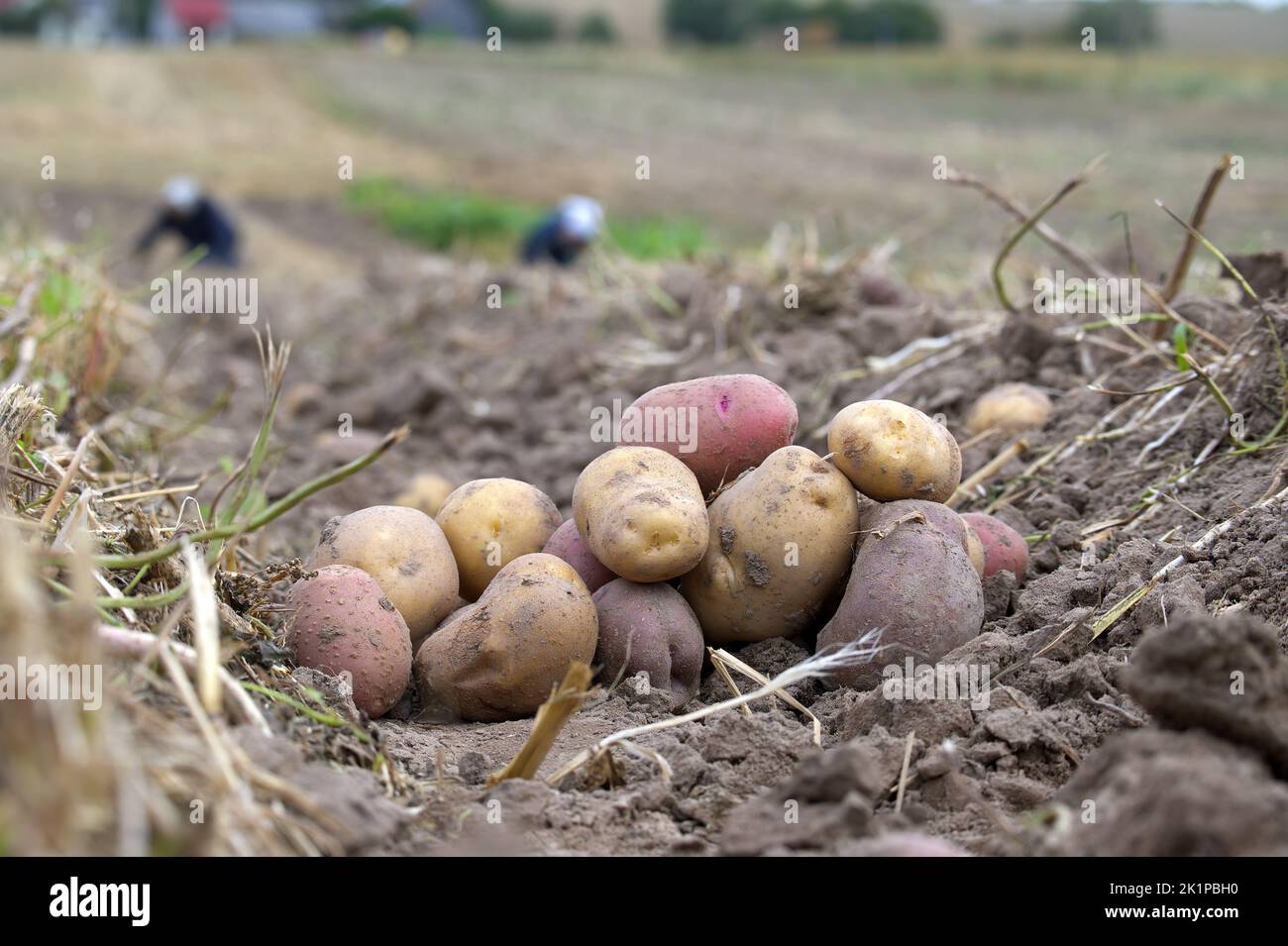 Newly dug or harvested potatoes in a organic family farm field in a low ...