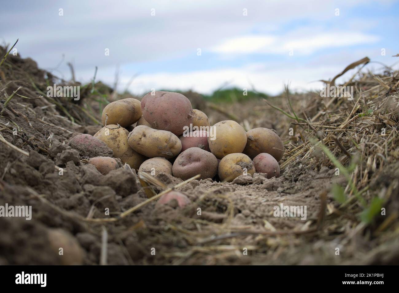 Heap of newly dug or harvested potatoes in a low angle view on rich ...