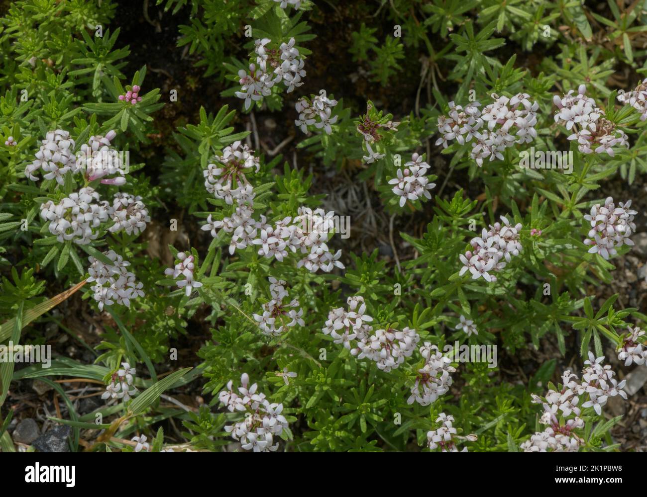 An alpine woodruff, Asperula hirta on limestone at 2000m, Pyrenees ...