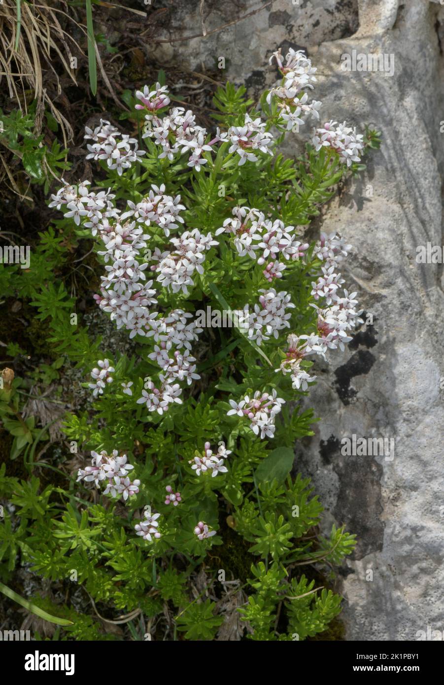 An alpine woodruff, Asperula hirta on limestone at 2000m, Pyrenees ...