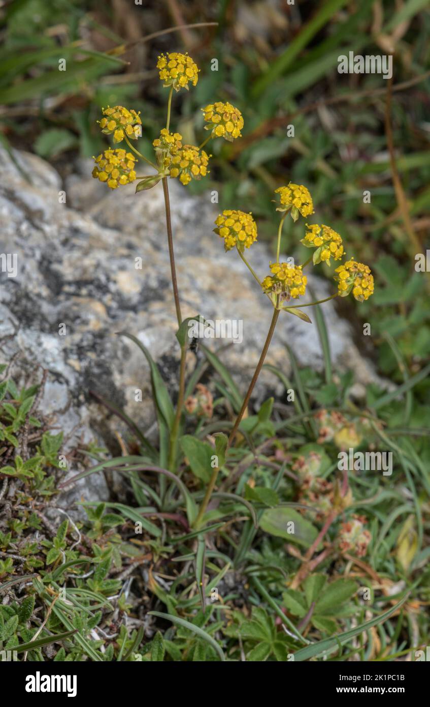 Three-veined Hare's Ear, Bupleurum ranunculoides, in flower in montane ...