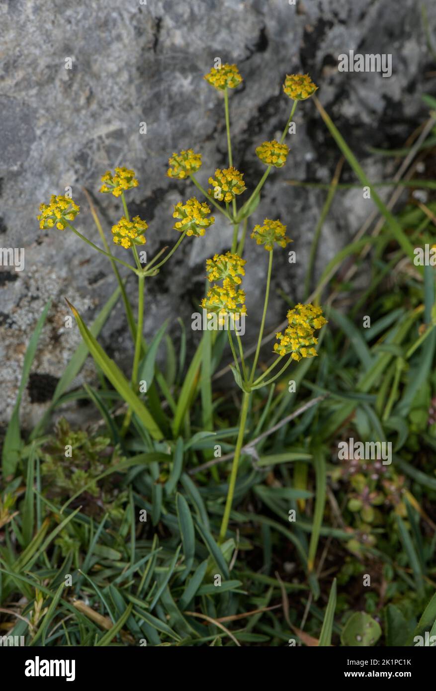 Three-veined Hare's Ear, Bupleurum ranunculoides, in flower in montane ...